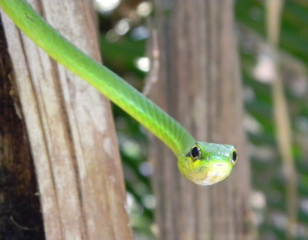 Culebra Voladora - Green Parrot Snake | Project Noah