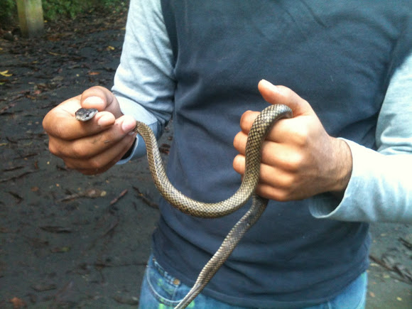 Puerto Rican Racer | Project Noah