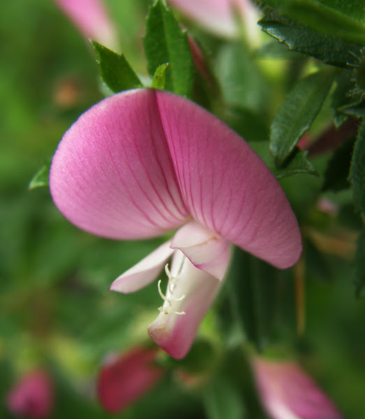 Spiny restharrow | Project Noah