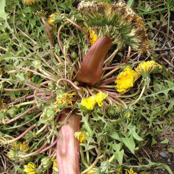 Mutant Dandelion | Project Noah