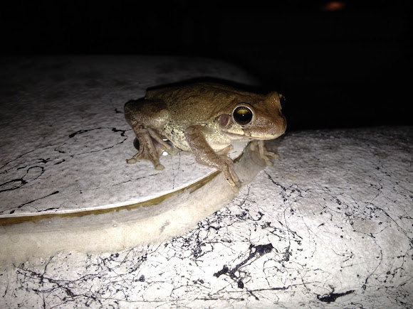 Mexican Tree Frog | Project Noah