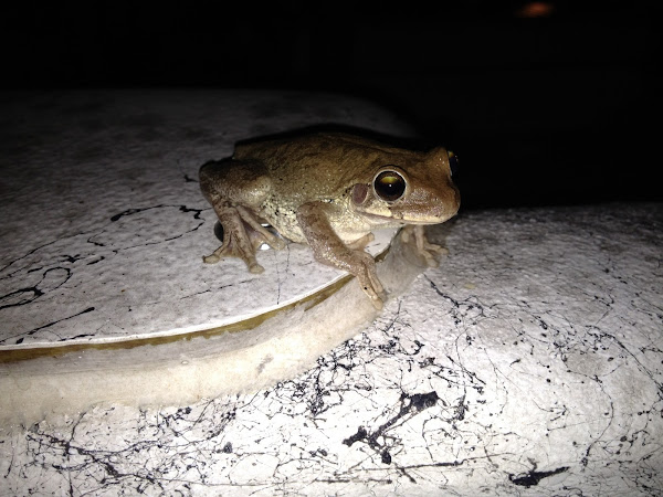 Mexican Tree Frog | Project Noah