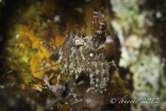 Common Marble Shrimp | Project Noah