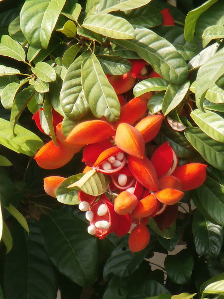 Malabuho | Project Noah