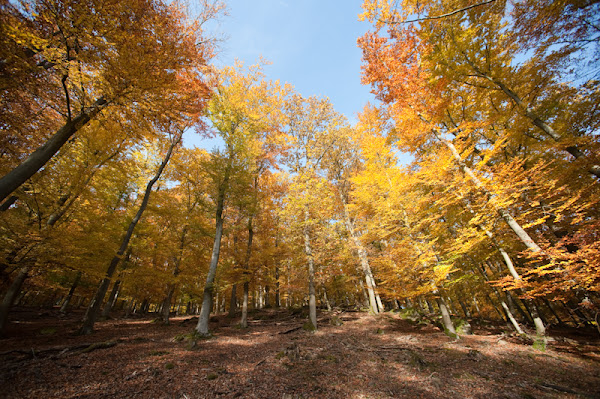 Beech | Project Noah