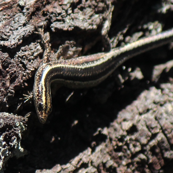 Wall Skink | Project Noah