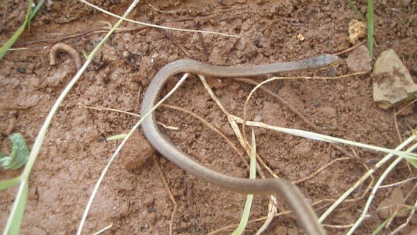 Puerto Rican Garden Snake | Project Noah
