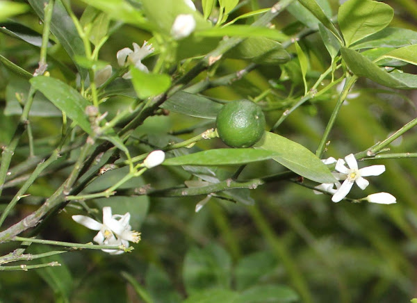 Calamondin Tree (Lime Tree) | Project Noah