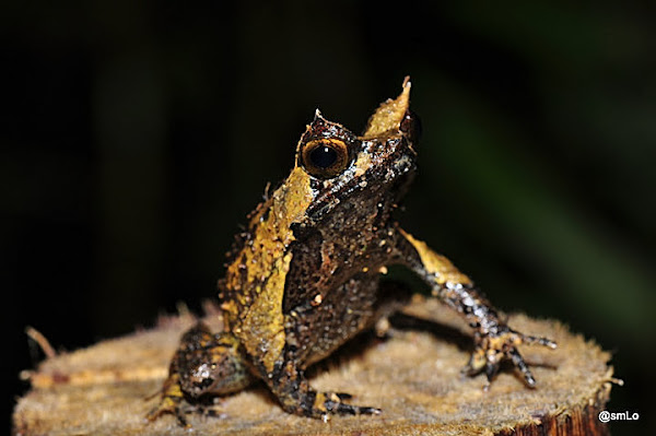 Mindanao Horned Frog | Project Noah