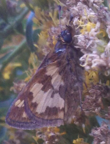 Peck's Skipper | Project Noah