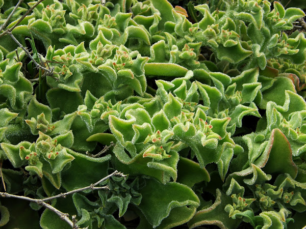 Iceplant/Anémona de tierra | Project Noah