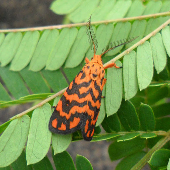 Arctiid moth | Project Noah