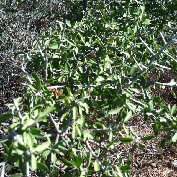 Lotebush | Project Noah