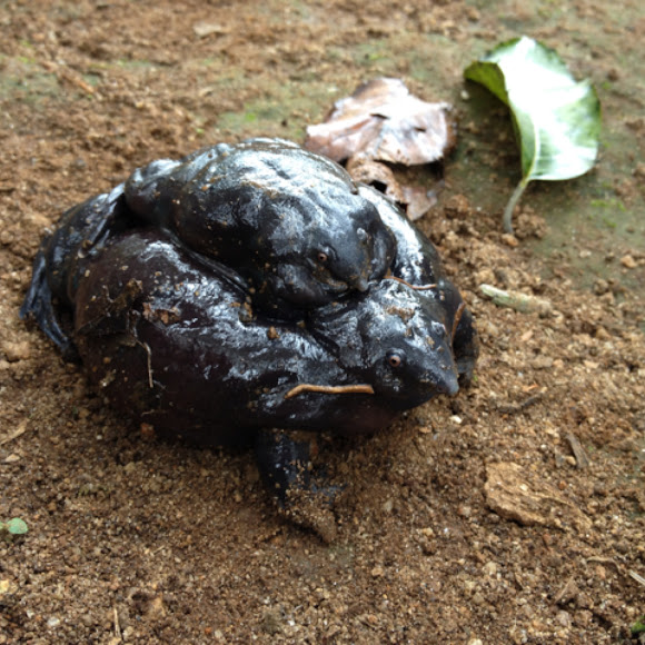 Purple frog | Project Noah