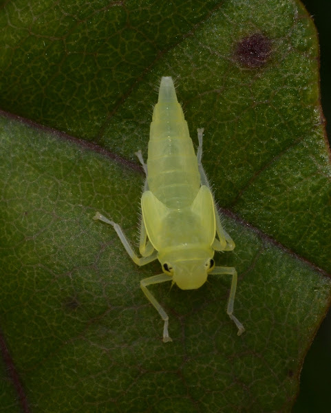 Hopper Nymph | Project Noah