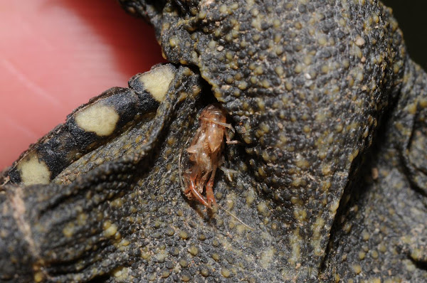 Common snapping turtle (juvenile) | Project Noah