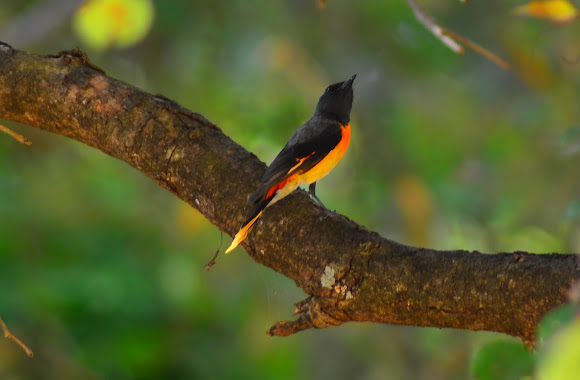 Small Minivet | Project Noah