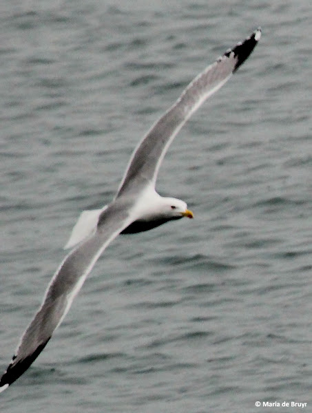 Yellow-legged gull | Project Noah