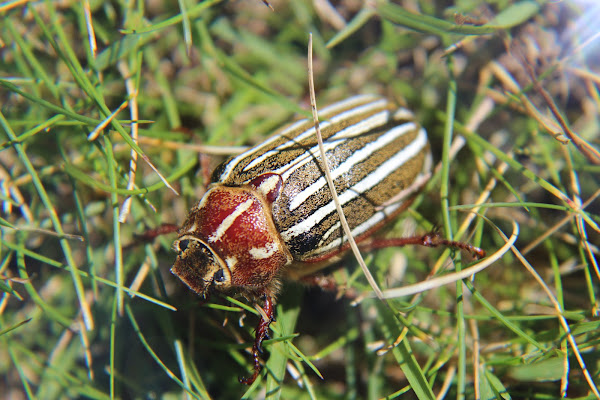 (Female)Ten-Lined June Beetle | Project Noah