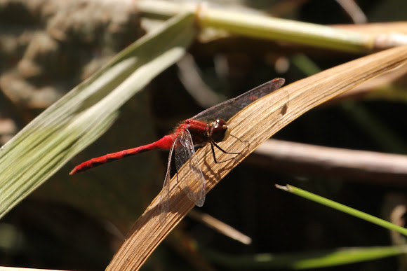 Ruby Meadowhawk | Project Noah