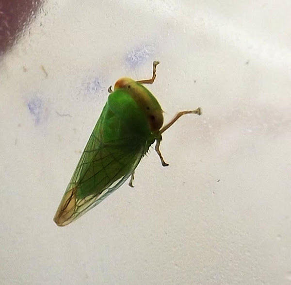 Jassid Leafhopper | Project Noah