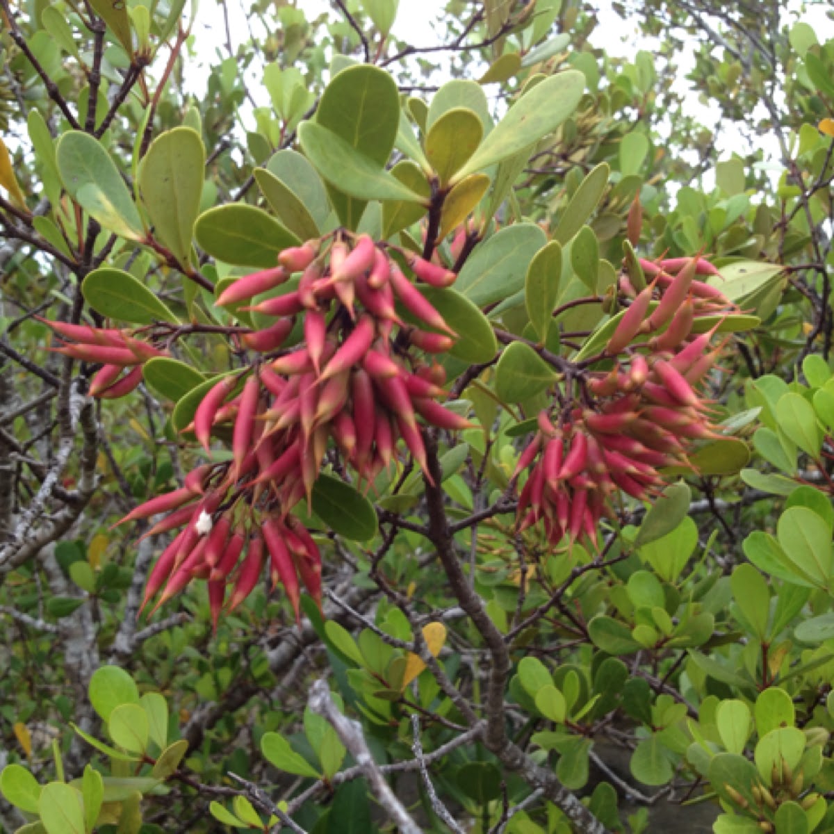 saging-saging | Project Noah