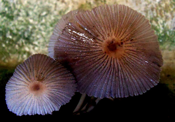Mycena | Project Noah