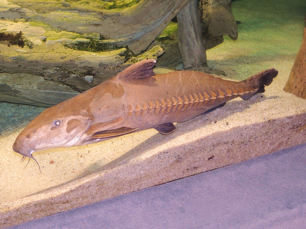 Black armored catfish | Project Noah