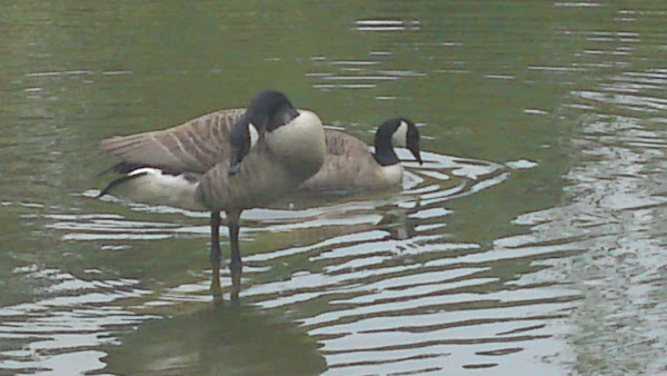 Canada goose | Project Noah