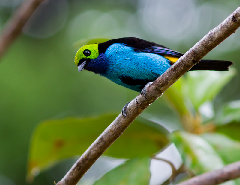 Paradise Tanager | Project Noah