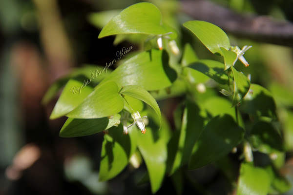 African Asparagus Fern | Project Noah
