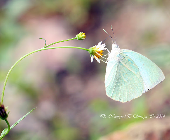 Common Emigrant | Project Noah