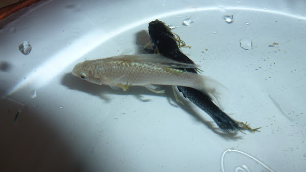 Anchor Worms On Molly Fish | Project Noah