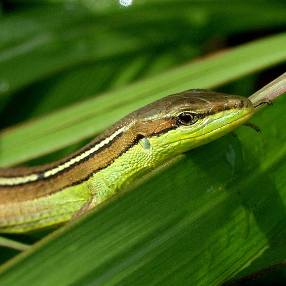 Asian Grass Lizard | Project Noah