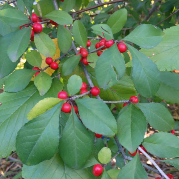 Possumhaw Holly | Project Noah