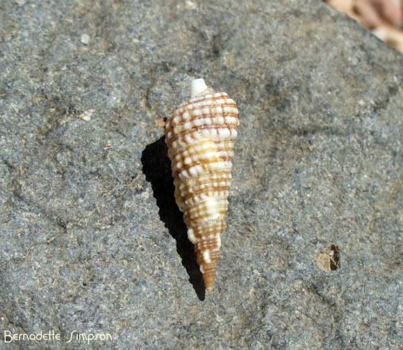 Horn Snail Shell | Project Noah