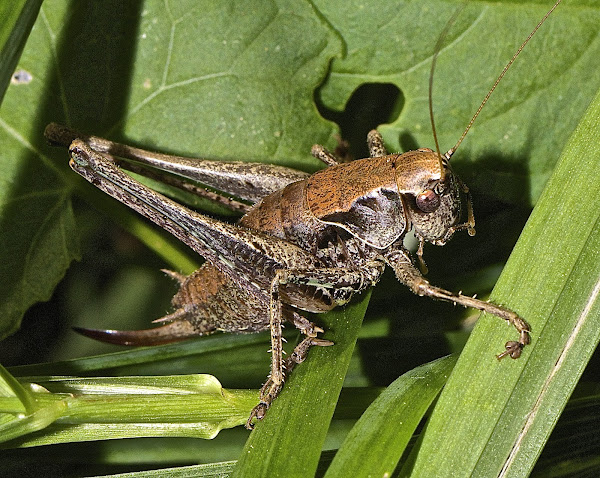 Dark bush-cricket | Project Noah