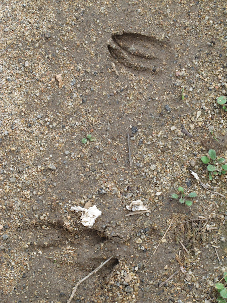 Mule Deer Tracks | Project Noah