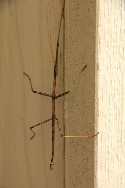 New Zealand Stick Insect | Project Noah