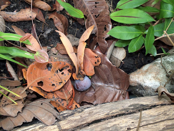 Propeller Tree | Project Noah