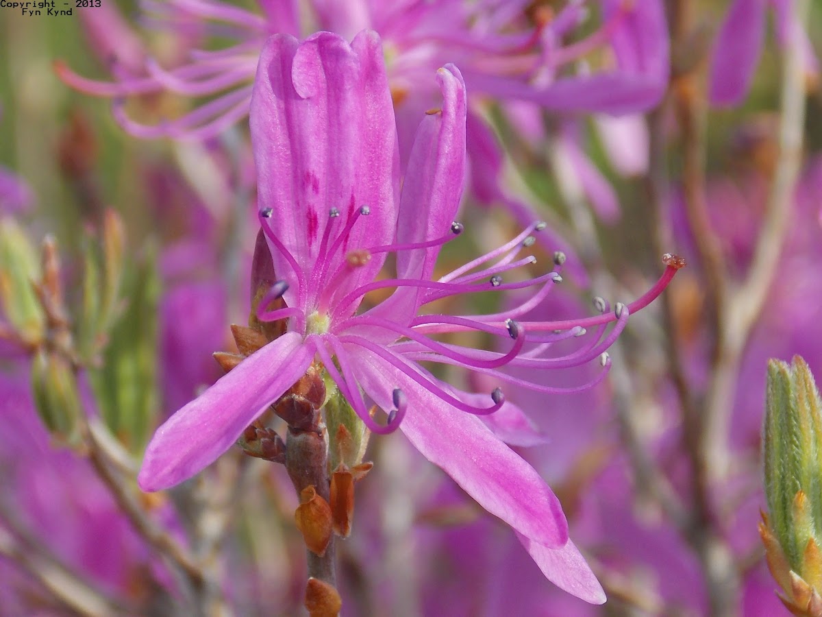 Rhodora | Project Noah