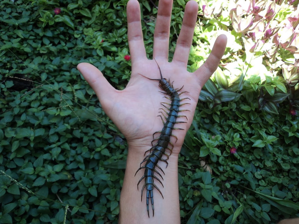 Cienpies | Project Noah