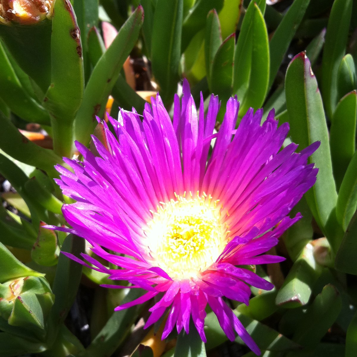 Sea Fig | Project Noah