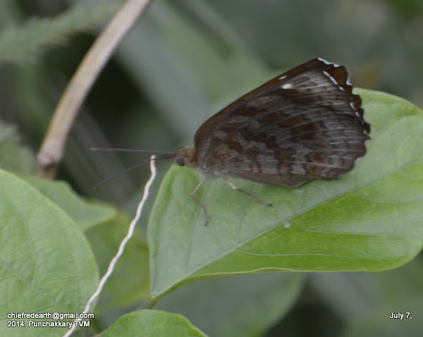 Indian Angled Castor | Project Noah