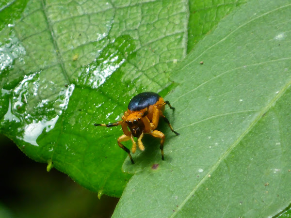 Velvet Ant Mimic Jumping Spider | Project Noah