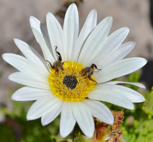 Monkey Beetle | Project Noah