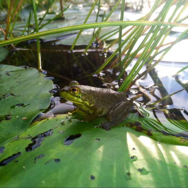 American Bullfrog (juvenile) | Project Noah