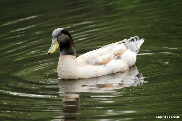 Mallard-Pekin duck | Project Noah