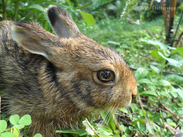 Black-naped Hare | Project Noah