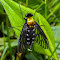 Golden-backed Snipe Fly | Project Noah